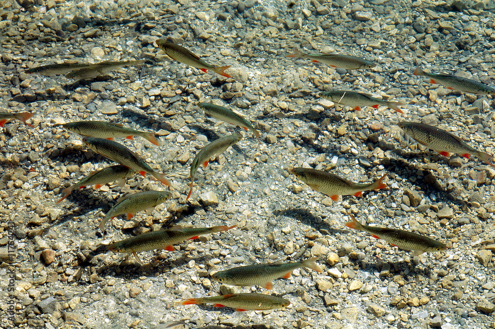 Rotaugen Stock-Foto | Adobe Stock