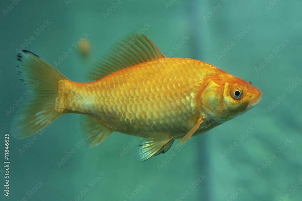 Poisson rouge ou Carassin doré (Carassius auratus). Stock Photo | Adobe ...