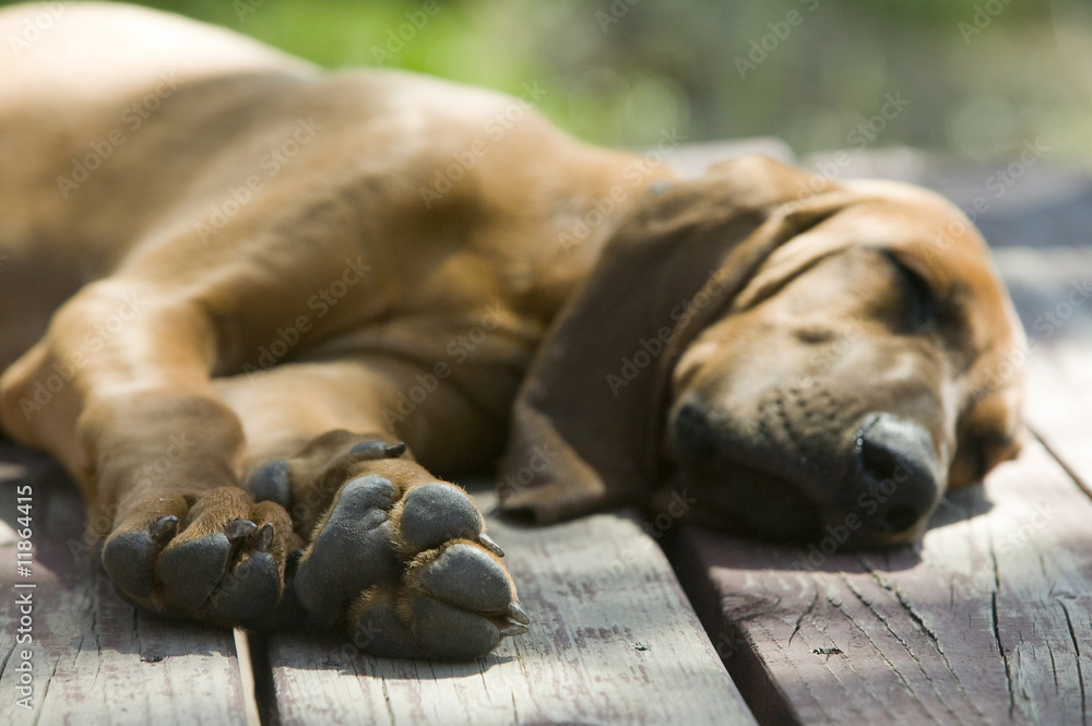 Hound dog laying on a wood porch sleeping under the sun Stock Photo ...