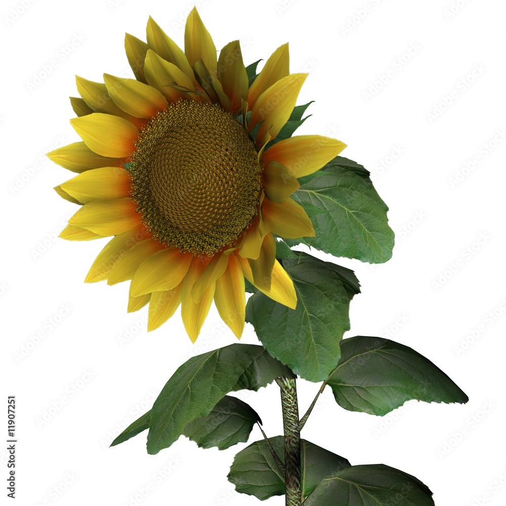 Beautiful Yellow Morning Sunflower Facing Left Stock Illustration ...