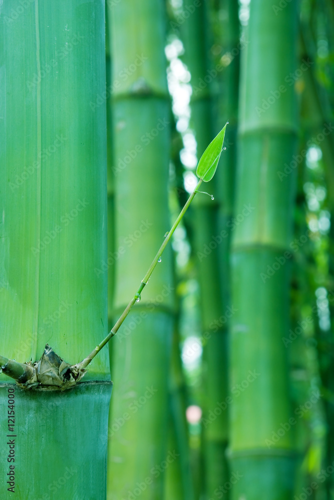 new shoot of bamboo Stock Photo | Adobe Stock
