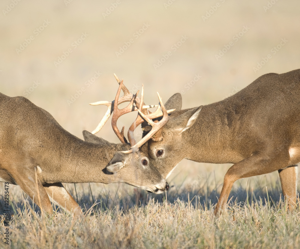 Two whitetail bucks fighting Stock Photo | Adobe Stock