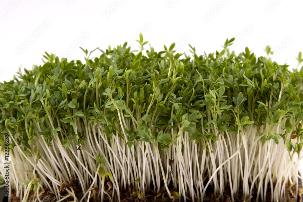Gartenkresse Stock Photo | Adobe Stock