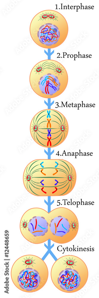 Mitosis of a somatic cell Stock Illustration | Adobe Stock
