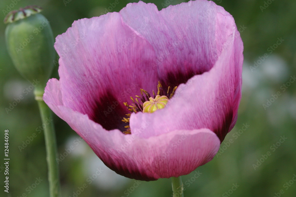 coquelicot mauve Photos | Adobe Stock