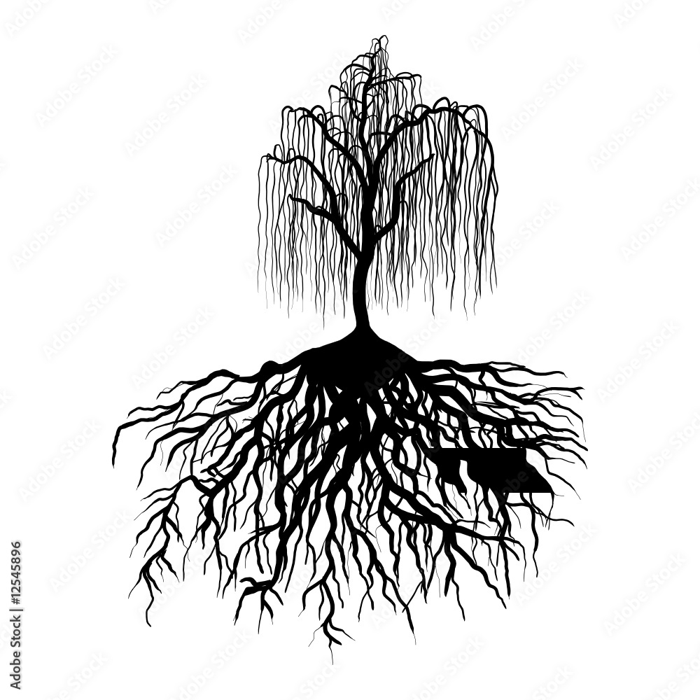 trauerweide mit wurzeln II Stock Vector | Adobe Stock