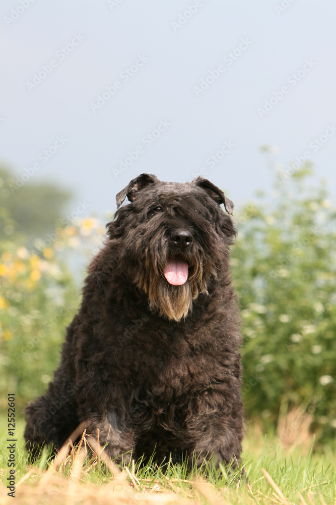 la pose assise du bouvier des flandres dans le jardin en ete Stock ...