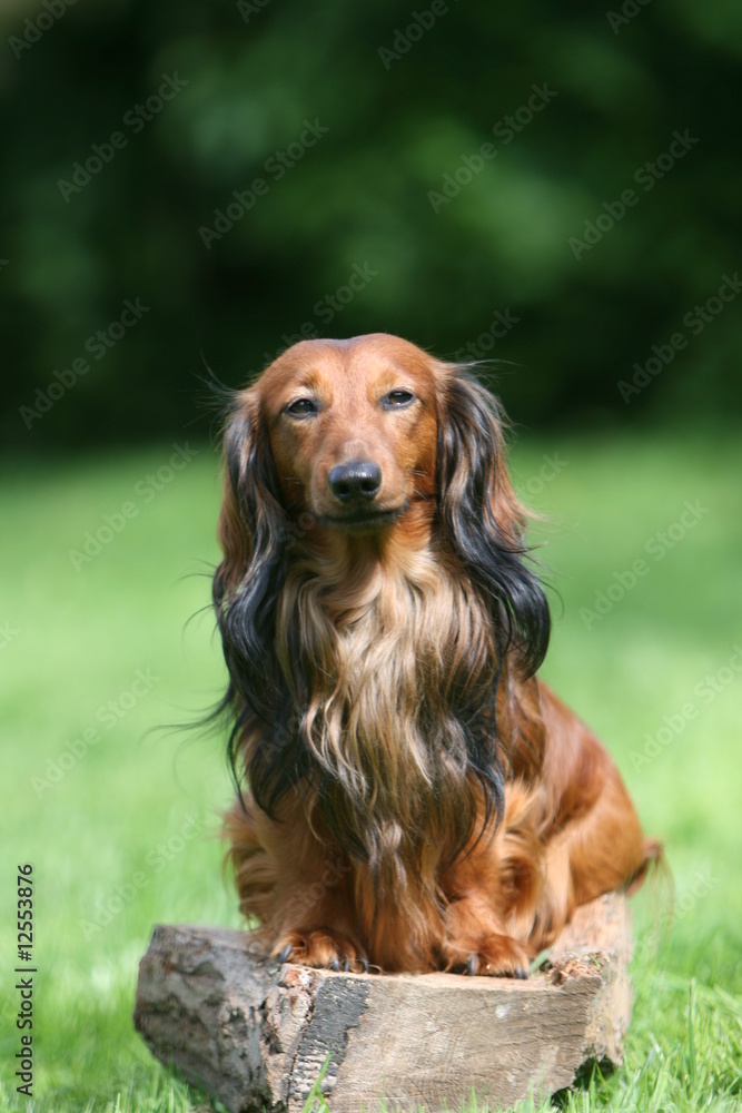 la pose fière du teckel assis sur un tronc d'arbre en campagne Stock ...