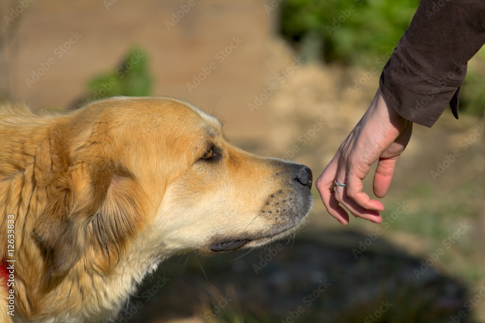 perro oliendo Stock Photo | Adobe Stock