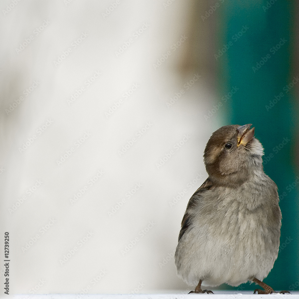 Photo & Art Print Spatz, suzesizu