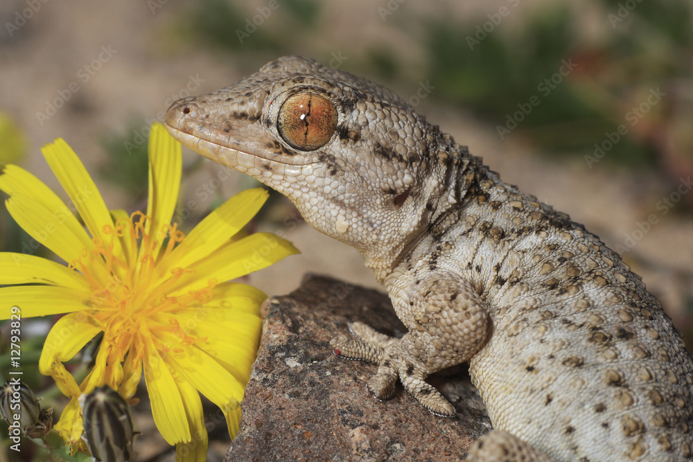 Tarentola mauritanica (gecko) Stock Photo | Adobe Stock