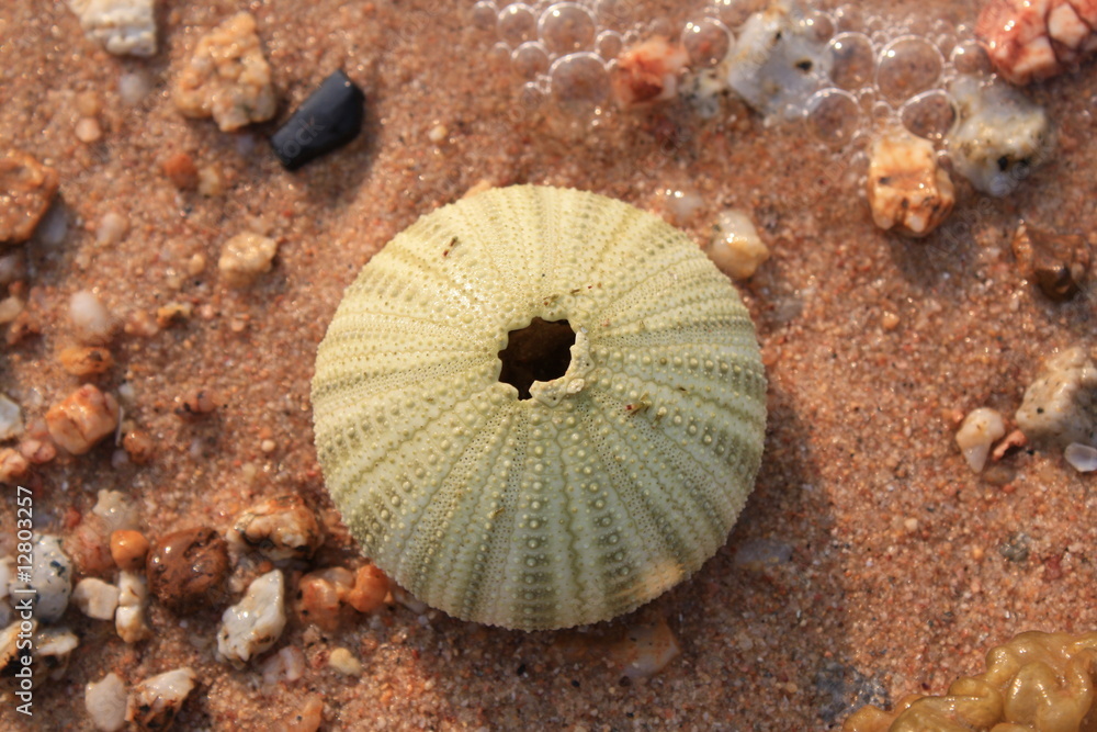 Inneres Kalkskelett eines Seeigels am sandigen Strand Stock Photo ...