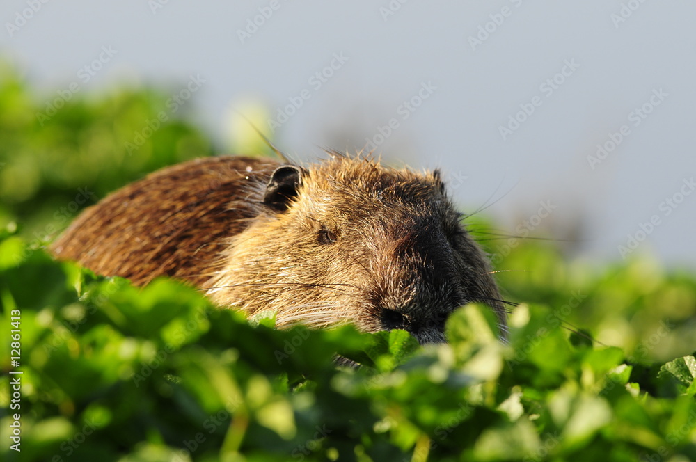 Nutria (Myocastor coypus) at Agamon Ahula Lake, Israel Stock Photo ...