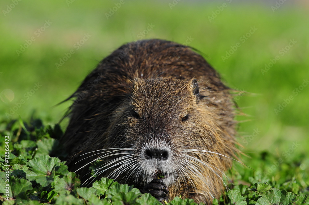 Nutria (Myocastor coypus) at Agamon Ahula Lake, Israel Stock Photo ...