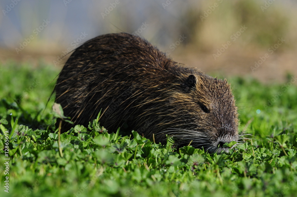 Nutria (Myocastor coypus) at Agamon Ahula Lake, Israel Stock Photo ...