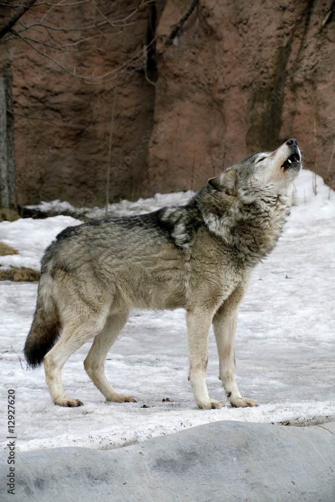 Russian Siberian Wolf Stock Photo | Adobe Stock