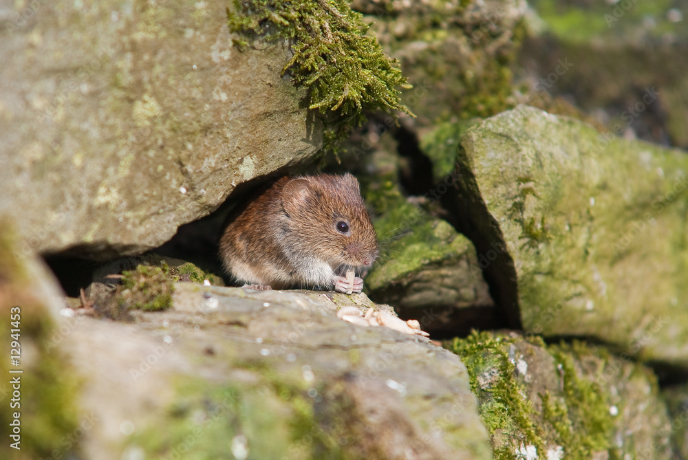 Short-Tailed Vole (Microtus agrestis) Stock Photo | Adobe Stock