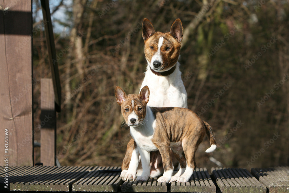 maman basenji assise et son chiot debout distrait vus de face Stock ...