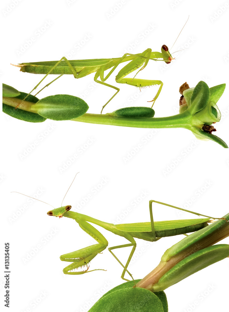 mantis isolated on white background Stock Photo | Adobe Stock