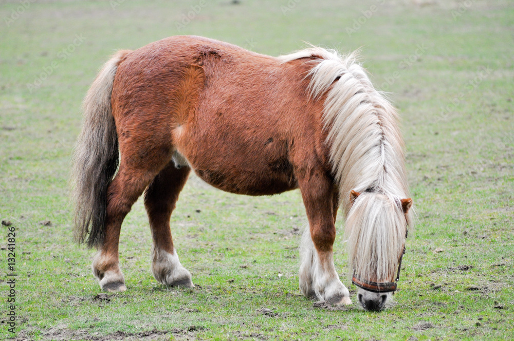 Pony Stock Photo | Adobe Stock