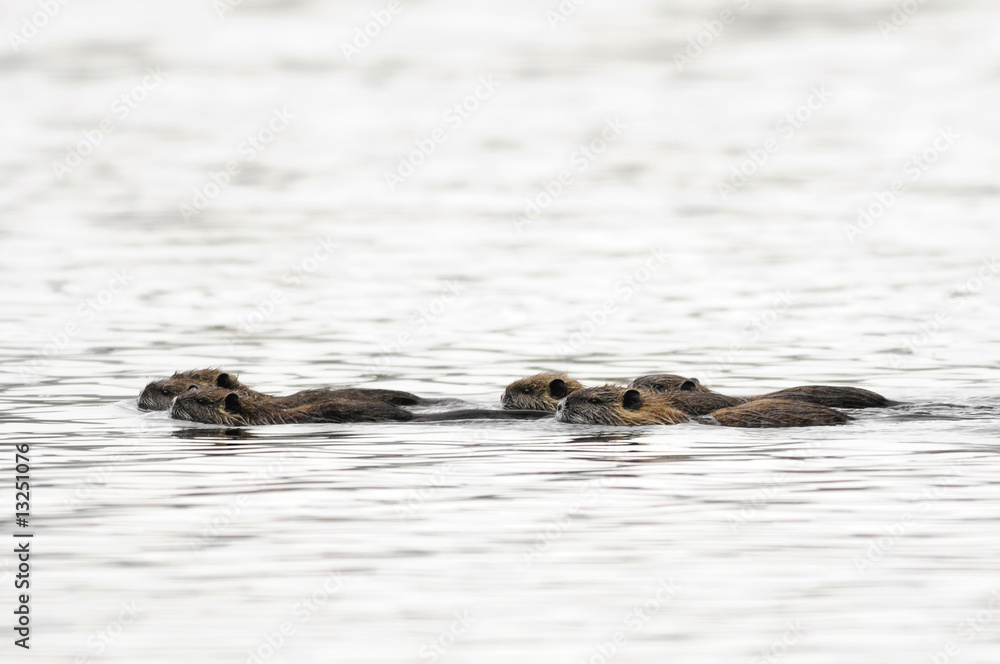 Nutria (Myocastor coypus) at Agamon Ahula Lake, Israel Stock Photo ...