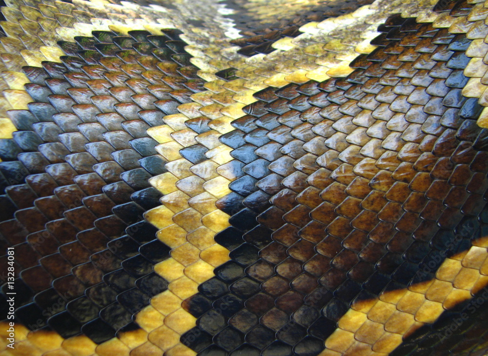Snake Skin Scale Pattern Stock Photo | Adobe Stock