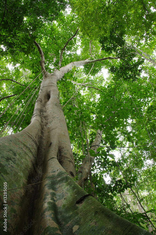 arbre fromager Stock Photo | Adobe Stock