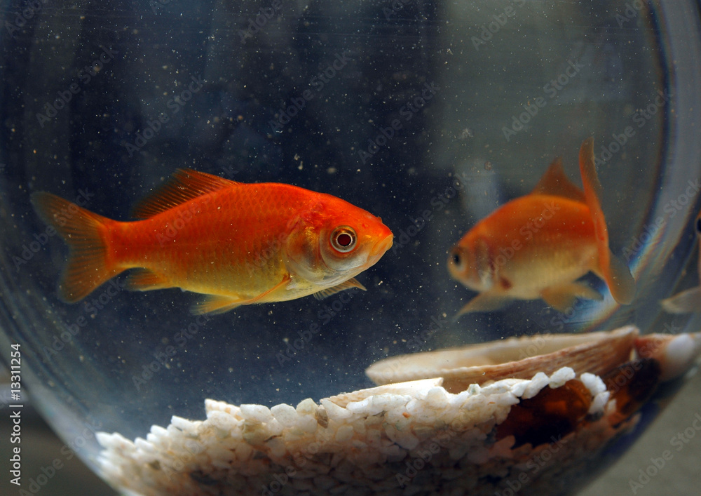 Peces de colores Stock Photo | Adobe Stock