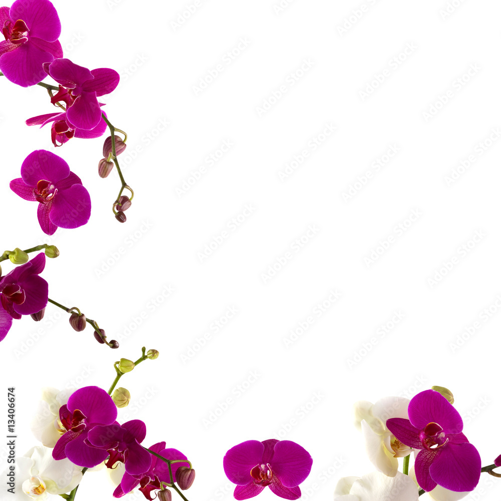 Orchid Border Stock Photo | Adobe Stock