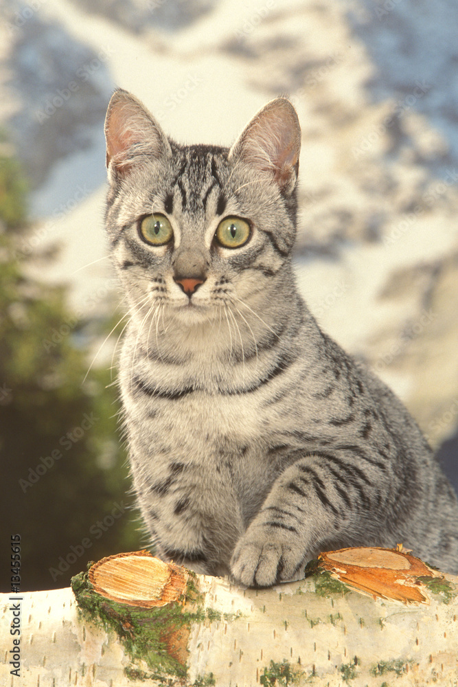 chat mau égyptien de face patte posée sur un tronc d'arbre Stock Photo ...