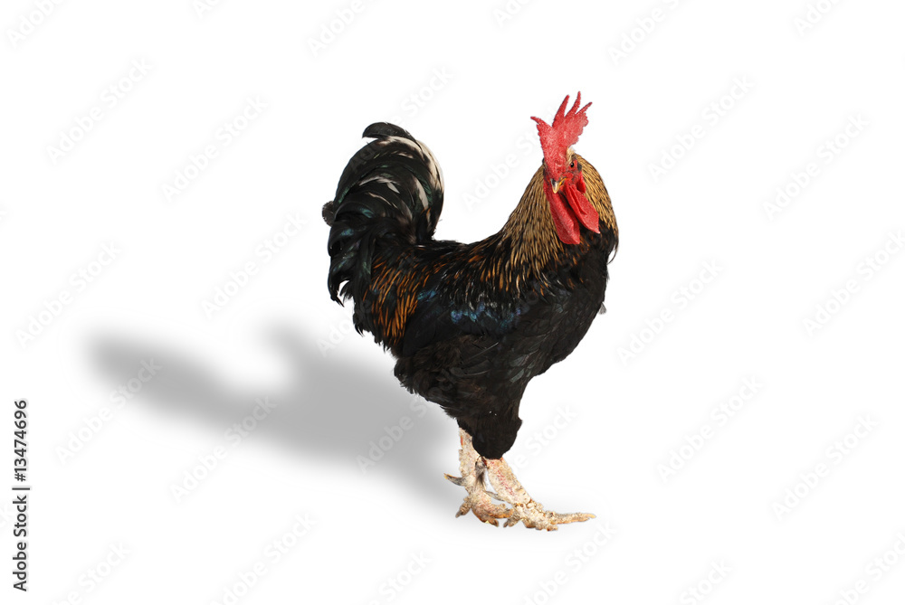 Foto Stock Gallo | Adobe Stock