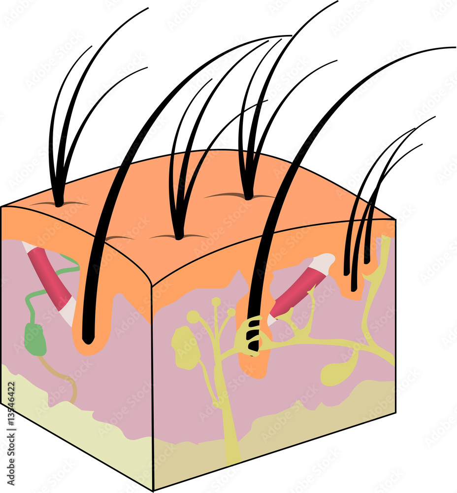 Esquema de piel Stock Vector | Adobe Stock