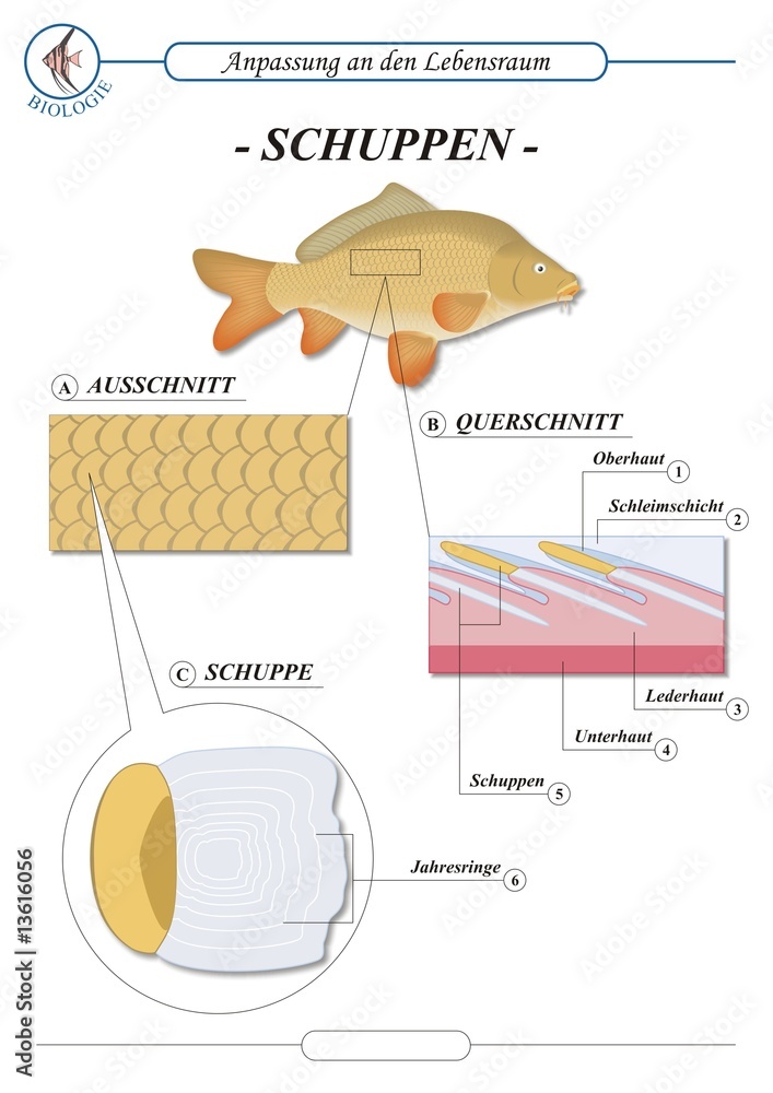 FischeSchuppen Stock-Illustration | Adobe Stock