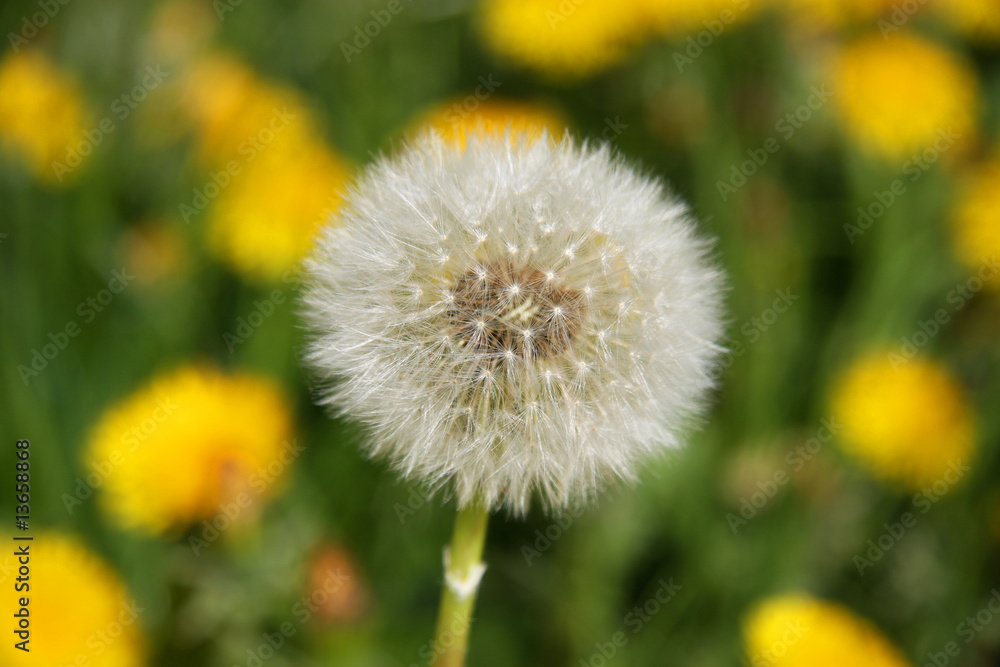 Pusteblume 1 Stock Photo | Adobe Stock