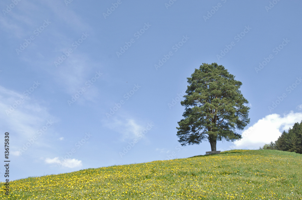 der alte Baum Stock Photo | Adobe Stock