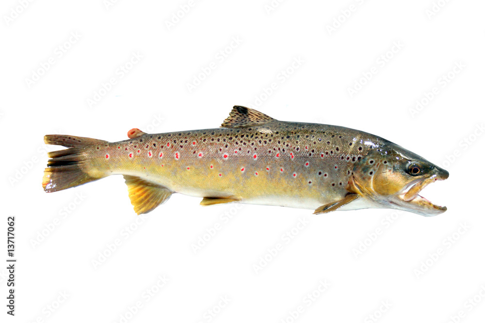 Bachforelle Stock-Foto | Adobe Stock