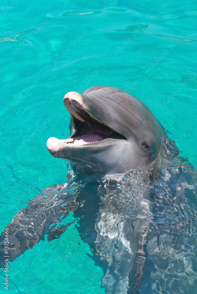 Dolphin laughing at the crowd Stock Photo | Adobe Stock