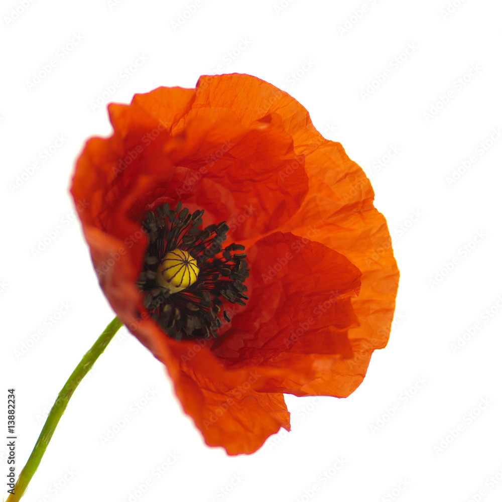 Gros plan d'un coquelicot isolé - fond blanc - Papaver rhoeas Stock ...