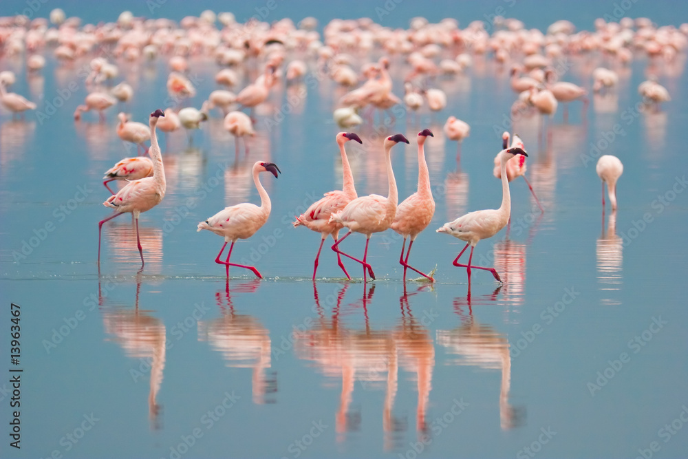 Flamingos Stock-Foto | Adobe Stock