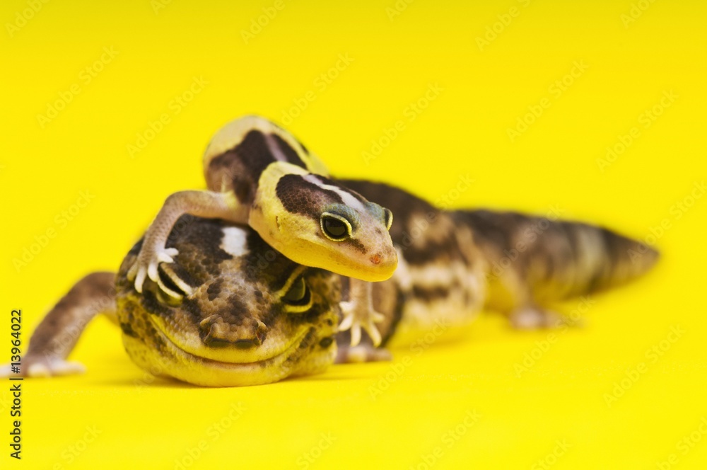 Baby African Fat-tailed Gecko lying on top of its parent Stock Photo ...