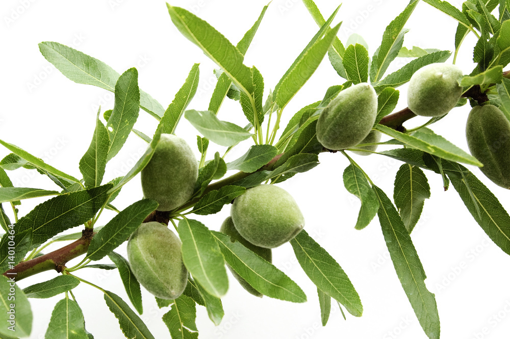 almond tree Stock Photo | Adobe Stock