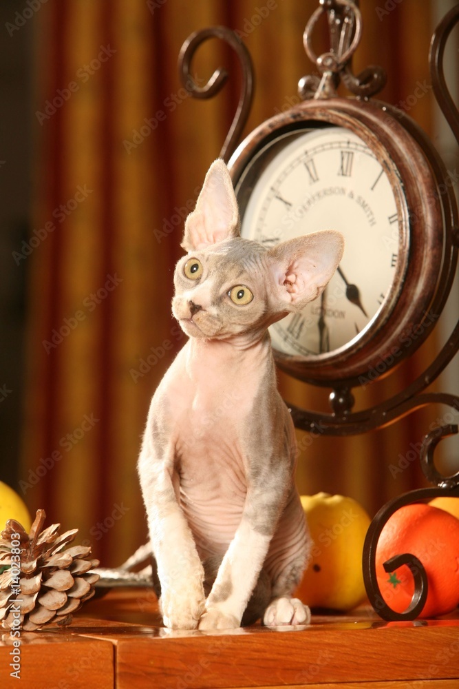 chat rex devon assis de face en intérieur -race bizarre étrange Stock ...