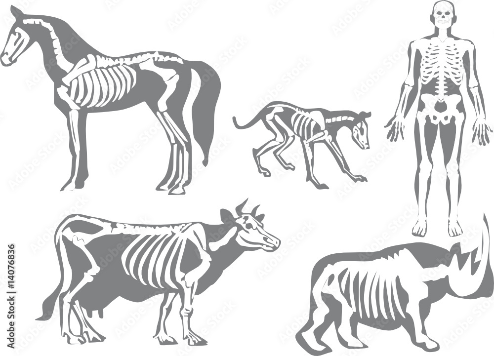 human and animals skeletons Stock Vector | Adobe Stock