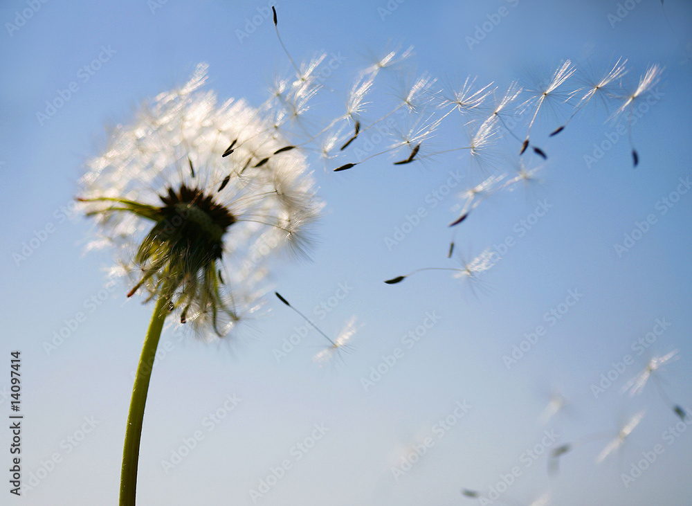 Pusteblume im Wind Stock-Foto | Adobe Stock