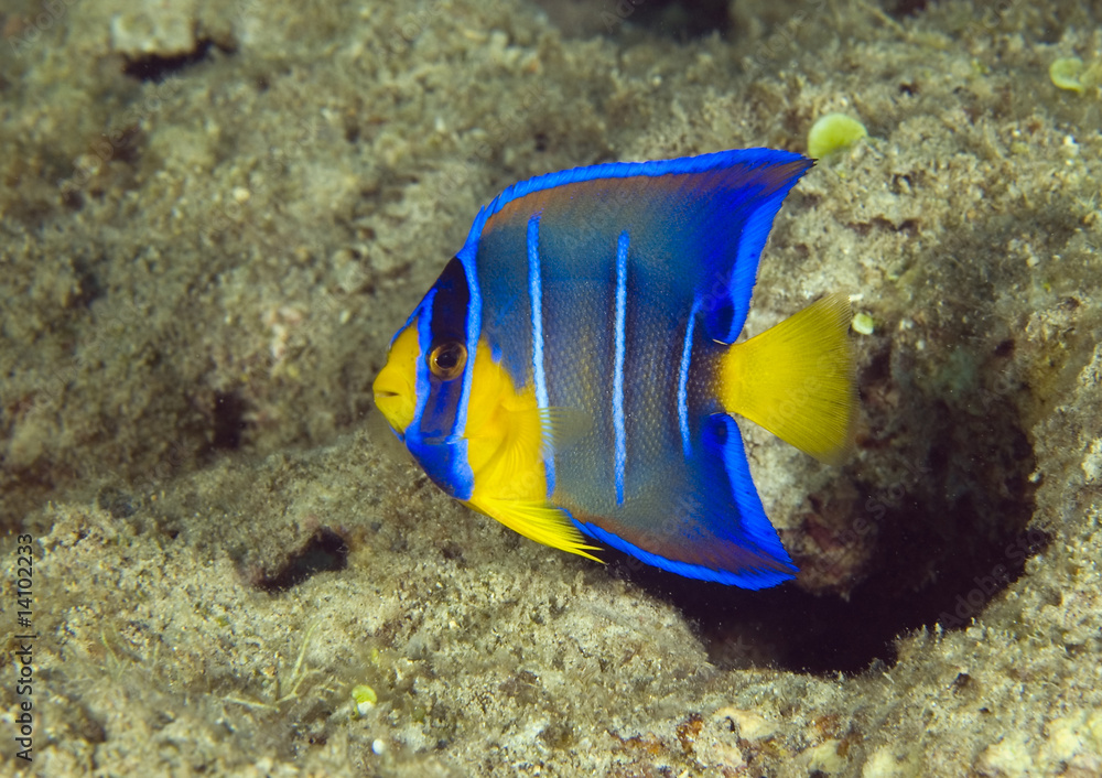 Queen Angelfish Juvenile