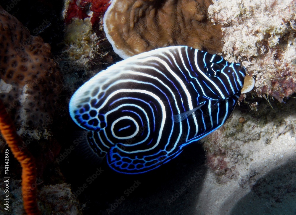 Imperator-Kaiserfisch (Pomacanthus imperator), Jungtier Stock Photo ...