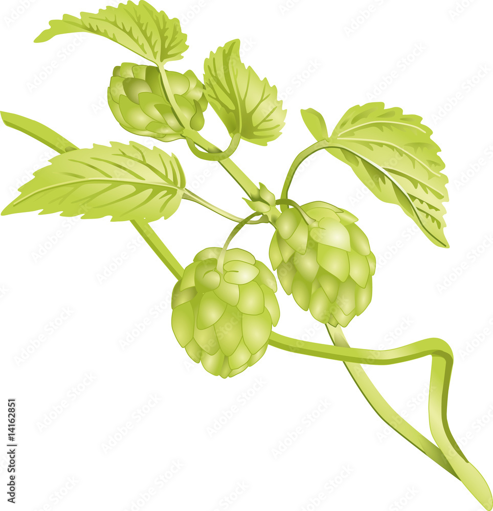 hopfen Stock-Vektorgrafik | Adobe Stock