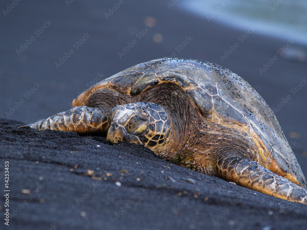 Sleeping Green sea turtle Stock Photo | Adobe Stock