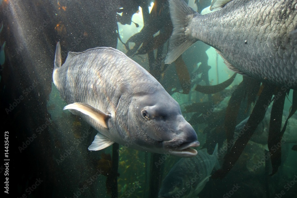 Steenbras Fish Stock Photo | Adobe Stock