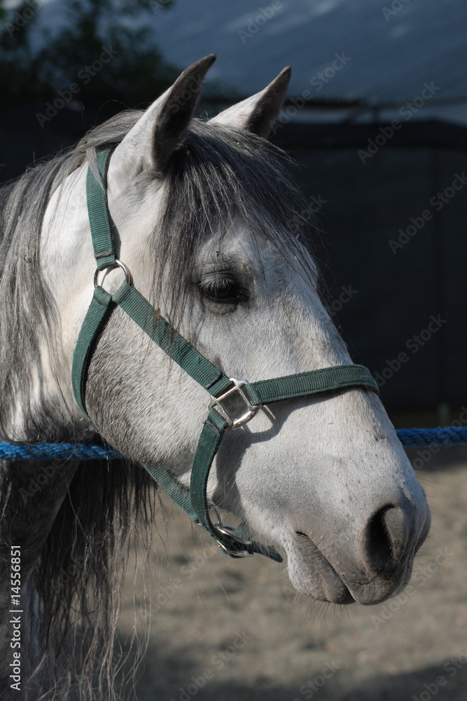 Perfil Caballo Stock Photo | Adobe Stock